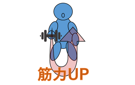 【第77回】右を鍛えると左の筋力も向上する？Cross Educationについて | Training Science